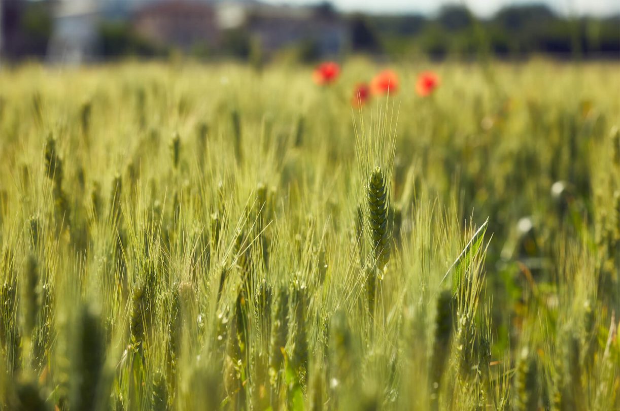 Home Page - Gruppo Colussi